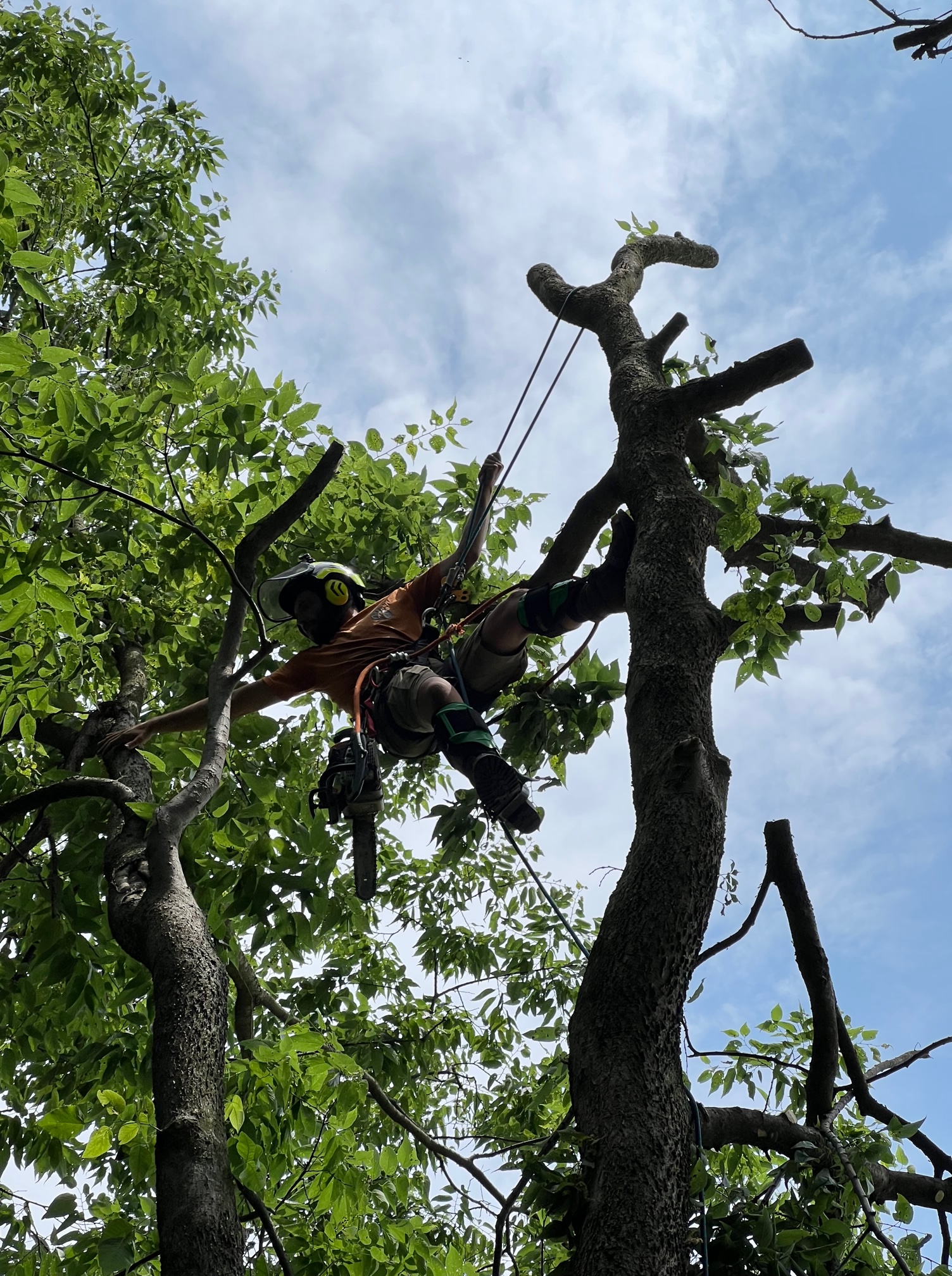 ENTROPY TREE & LANDSCAPE – "A Limb Above The Rest"